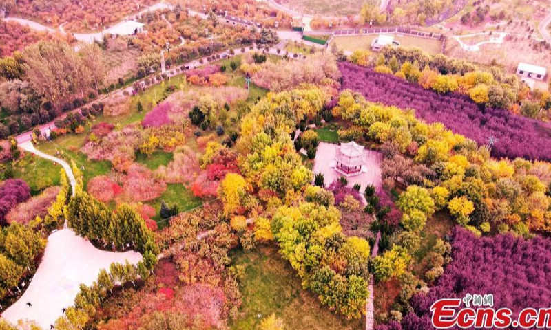 Autumn brings colors to park - Global Times