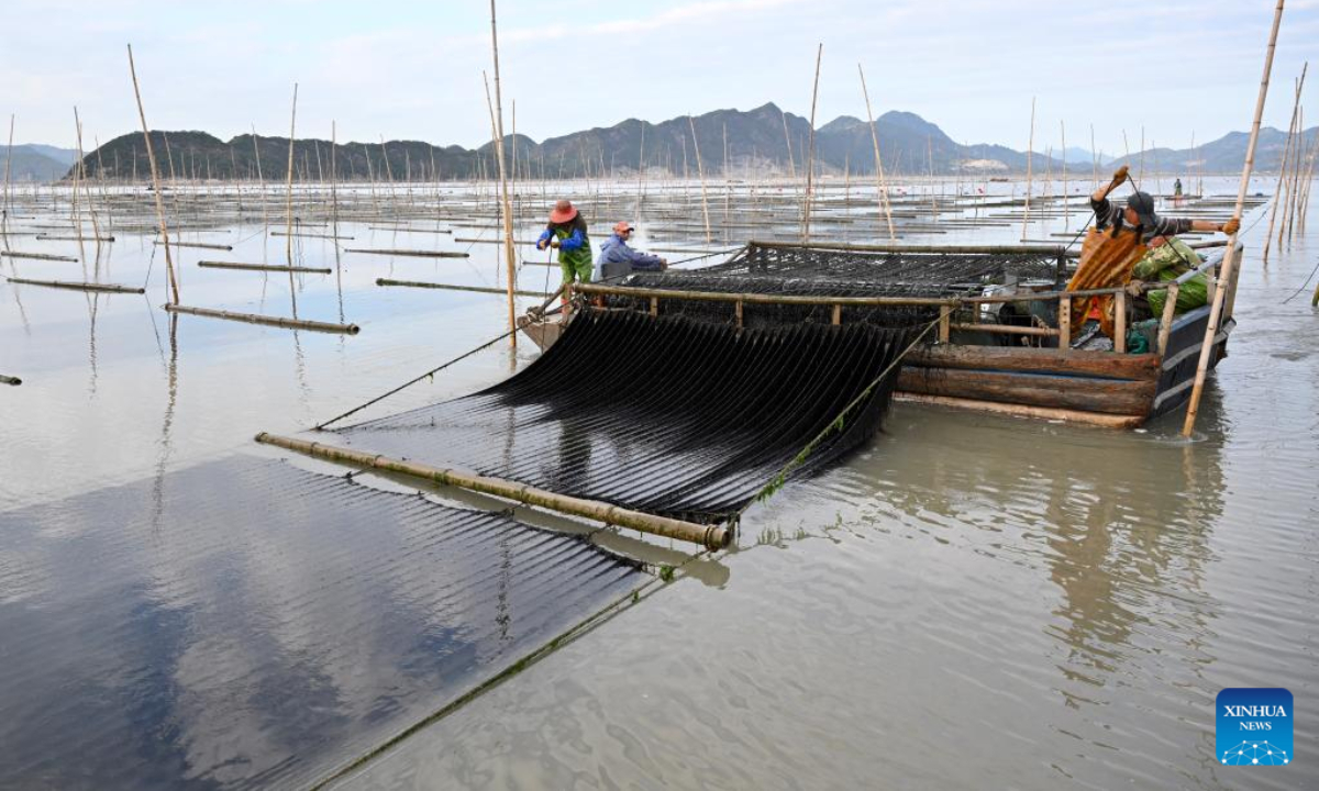 Fishers harvest laver in Xiapu, SE China's Fujian - Global Times