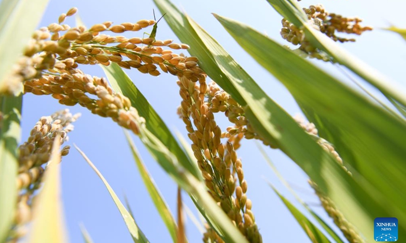 Demonstration test paddy in E China's Anhui - Global Times