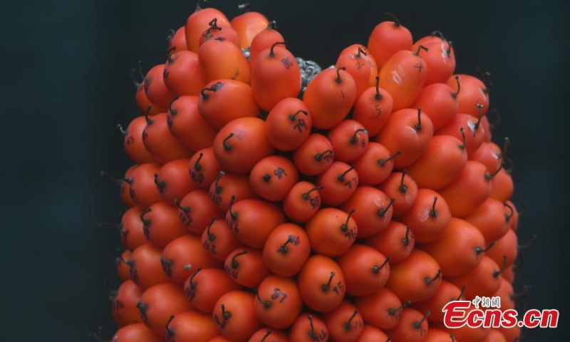 Giant Titan Arums fruit at National Botanical Garden - Global Times