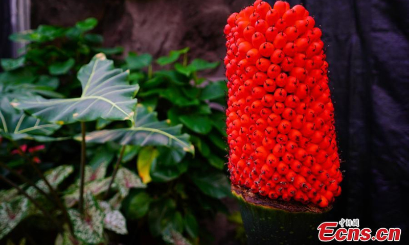 Giant Titan Arums fruit at National Botanical Garden - Global Times