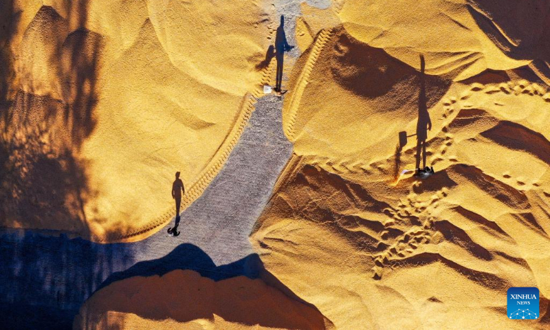 Farmers harvest corn in north China's Inner Mongolia - Global Times