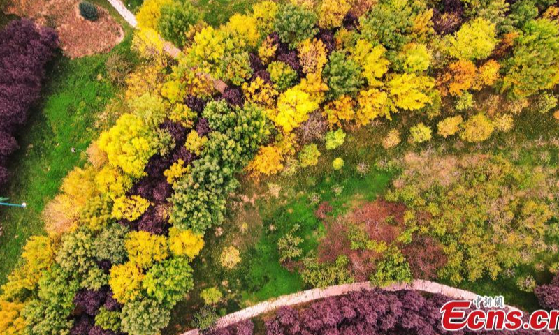 Autumn brings colors to park - Global Times