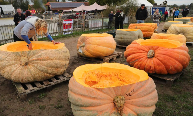 People compete in pumpkin regatta in Belgium - Global Times