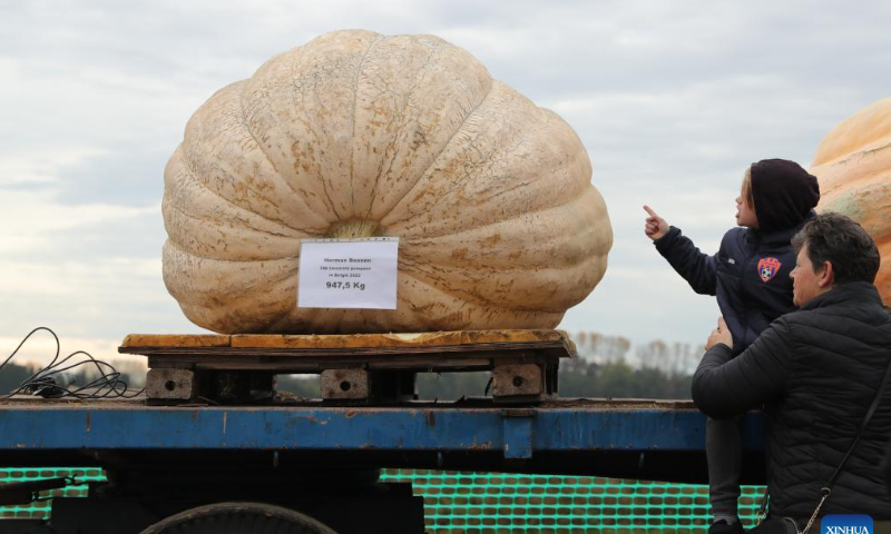 People compete in pumpkin regatta in Belgium - Global Times