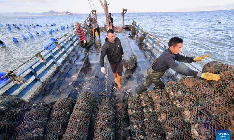 Fishermen harvest oysters in Xiapu County, Fujian - Global Times
