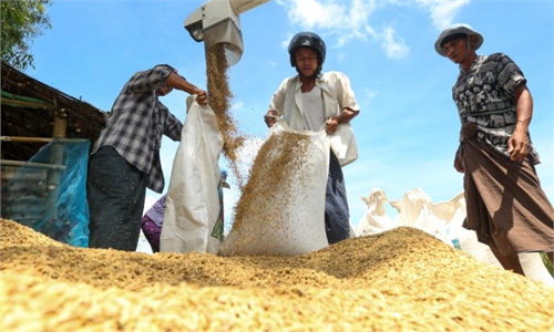 Rice harvest in Yangon, Myanmar - Global Times