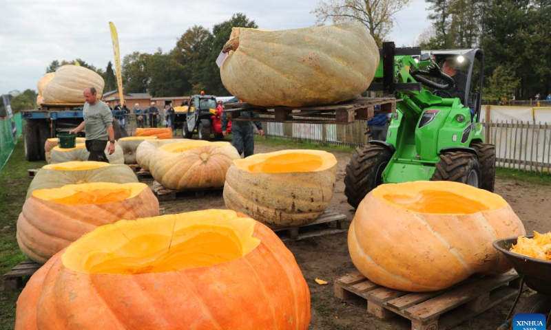 People compete in pumpkin regatta in Belgium - Global Times