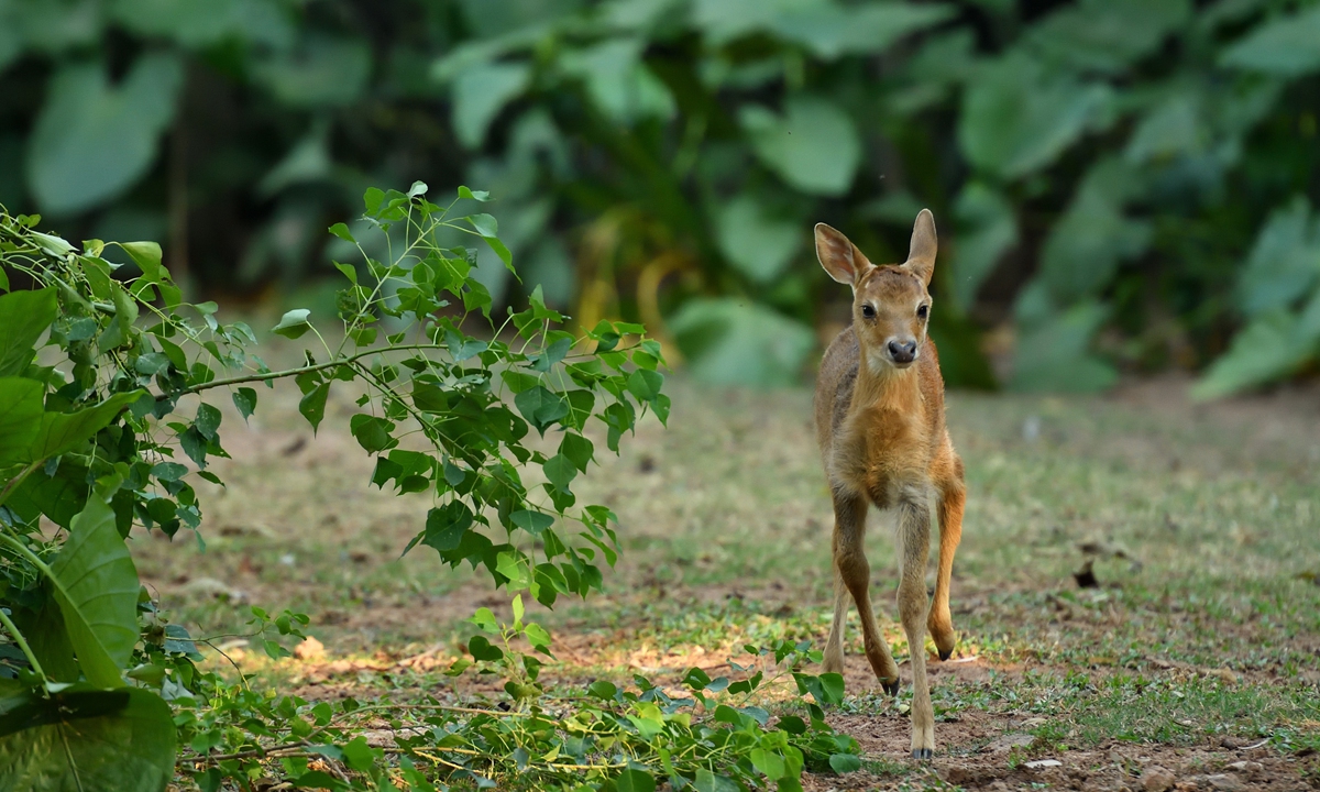 Rare runner - Global Times
