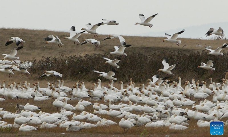 Snow geese seen in Richmond, Canada - Global Times