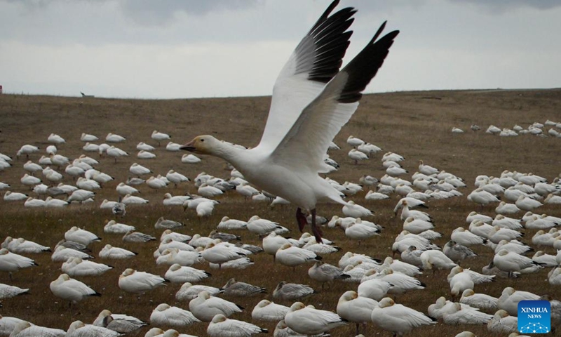 Snow geese seen in Richmond, Canada - Global Times