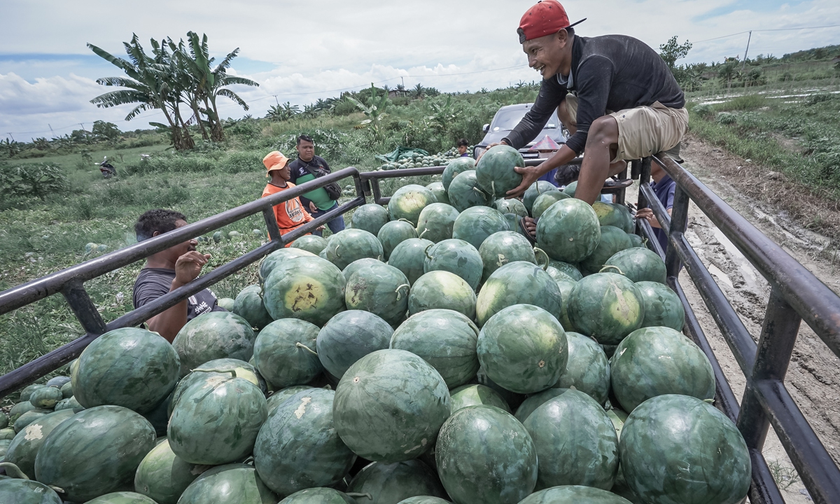 Melon harvest - Global Times