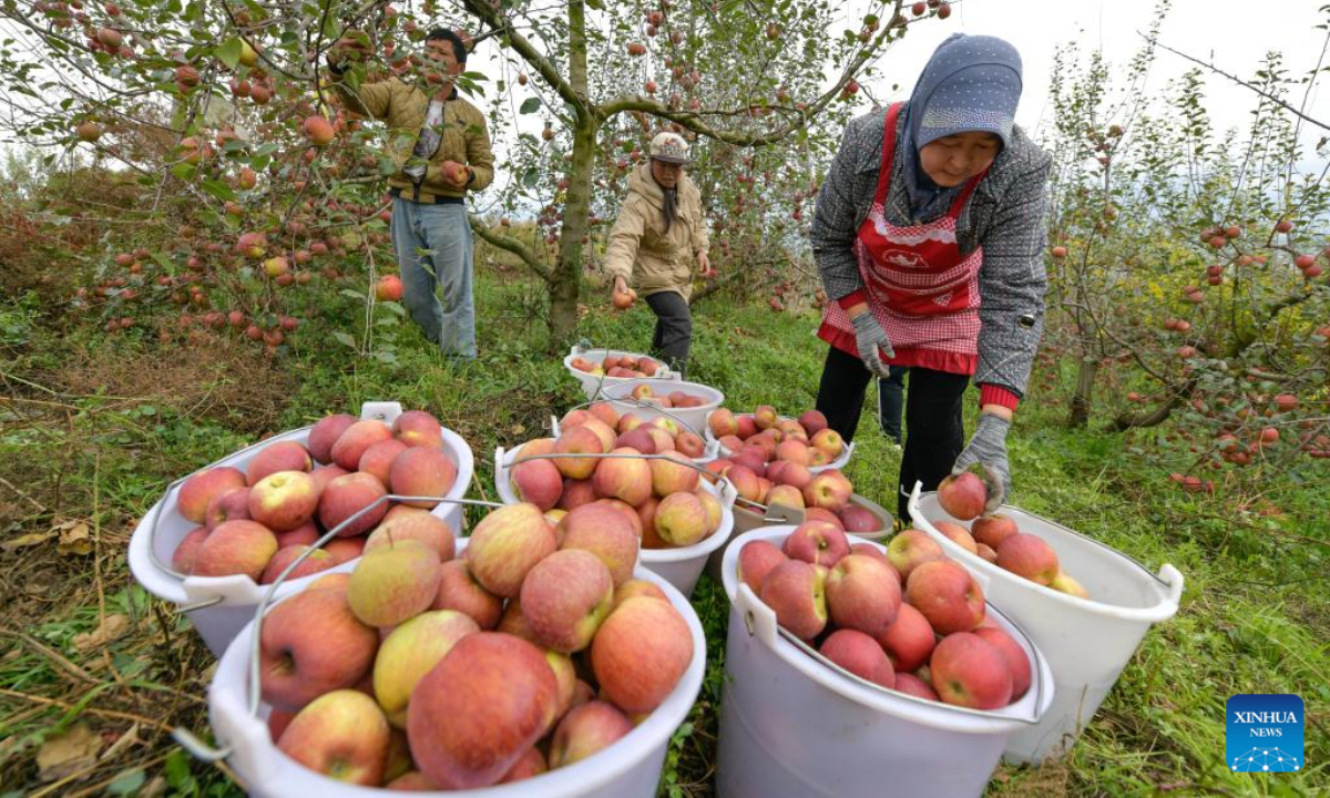 Farmers embrace apple harvest in southwest China - Global Times