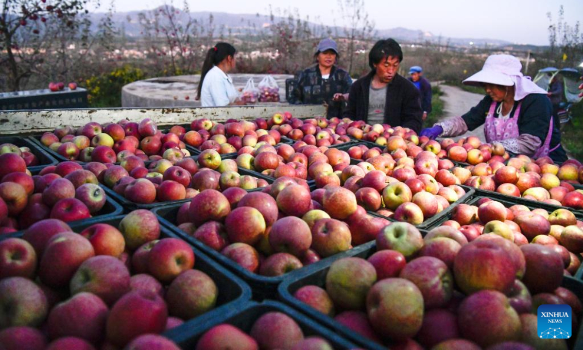 Farmers embrace apple harvest in southwest China - Global Times