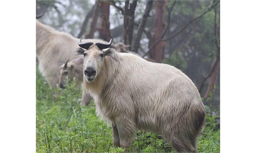 Golden takin endemic to China numbers over 10,000 - Global Times