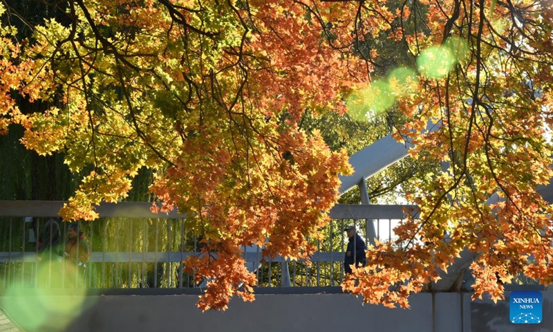 Autumn scenery in Beijing - Global Times