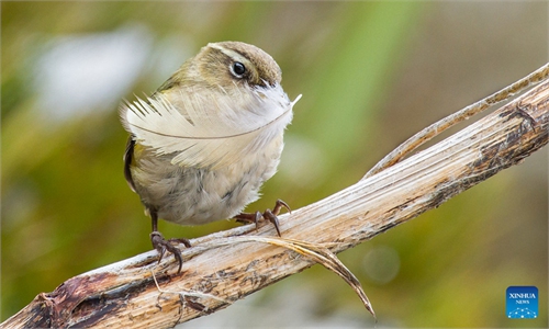Alpine rock wren wins New Zealand's Bird of the Year 2022 - Global Times