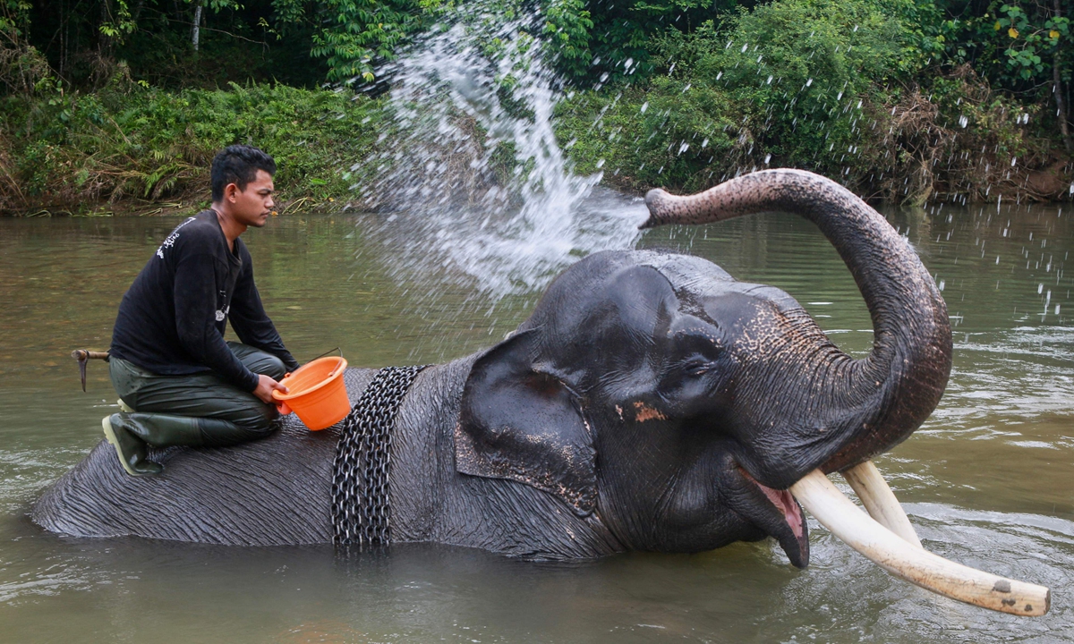 Bath time! - Global Times