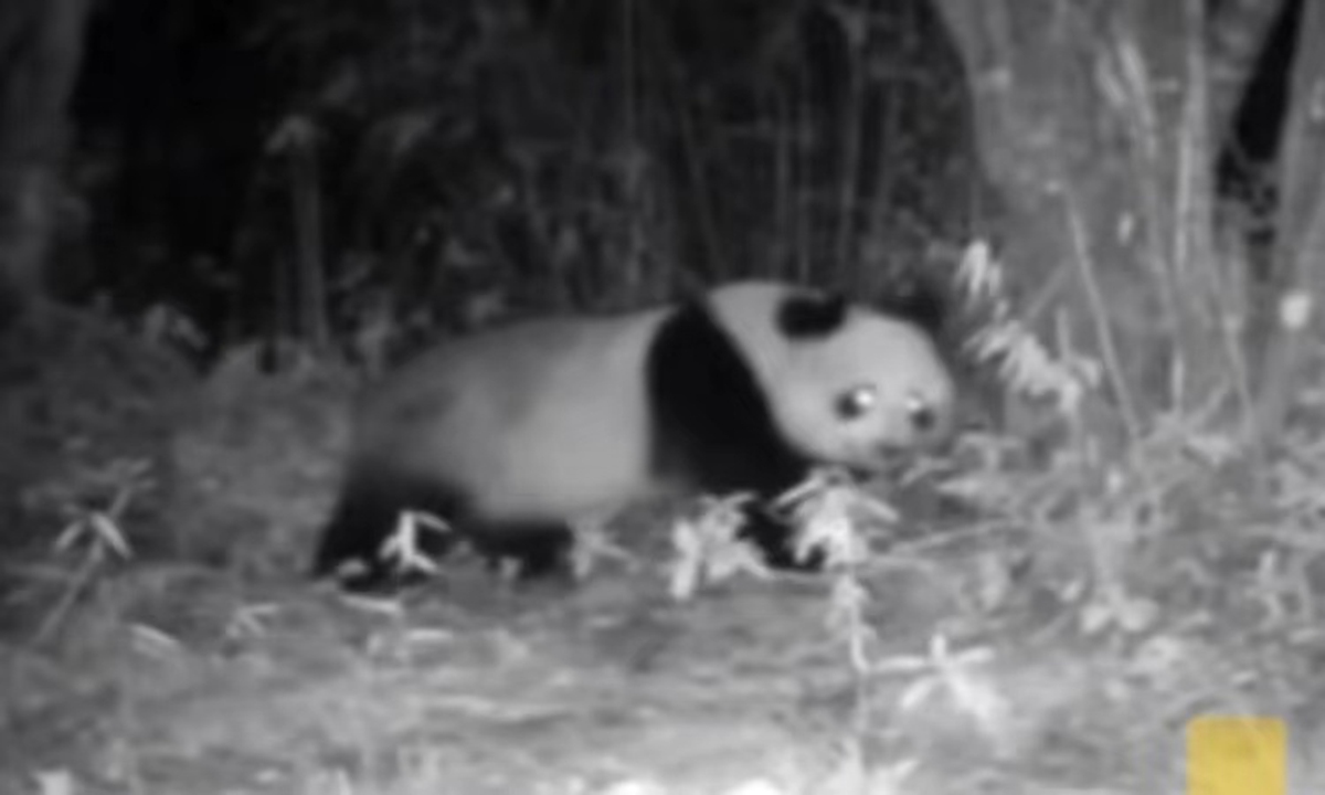 Pregnant giant panda filmed in the wild in China’s Sichuan - Global Times