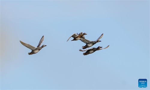 Yeya Lake national wetland park in Beijing - Global Times