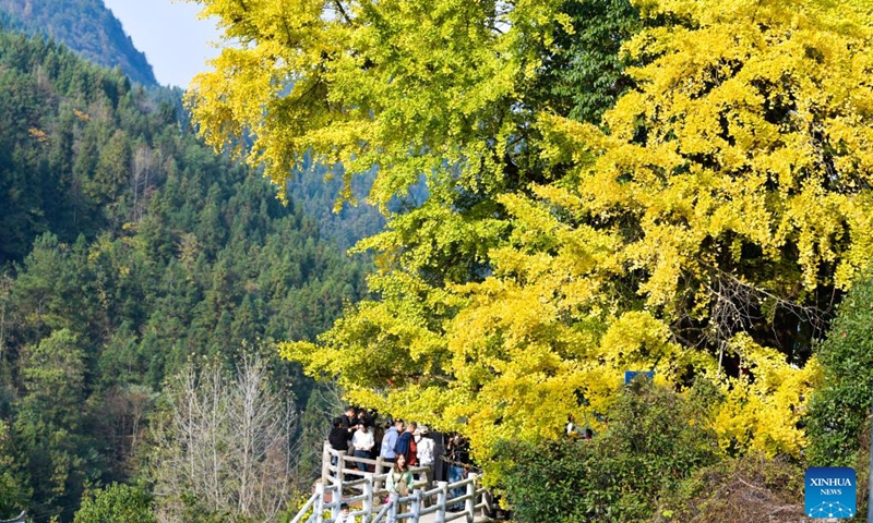 People enjoy ginkgo trees scenery in Guiyang, SW China's Guizhou ...