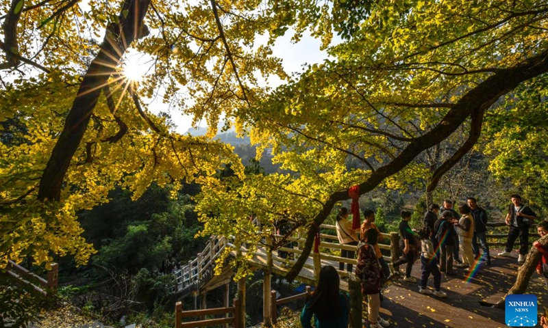 People enjoy ginkgo trees scenery in Guiyang, SW China's Guizhou ...