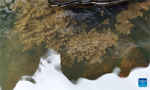 Primitive freshwater sponges found in SW China's nature reserve ...