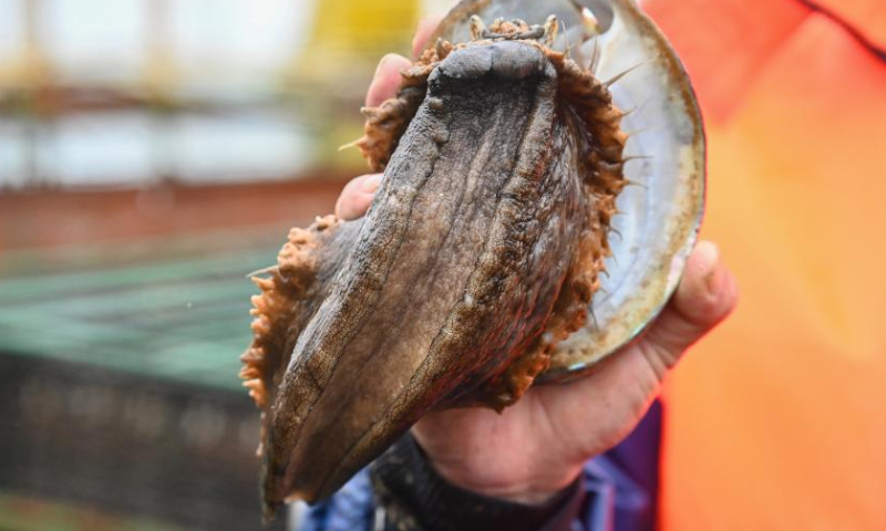 Fishermen tailor breeding way to improve survival rate of abalones in ...