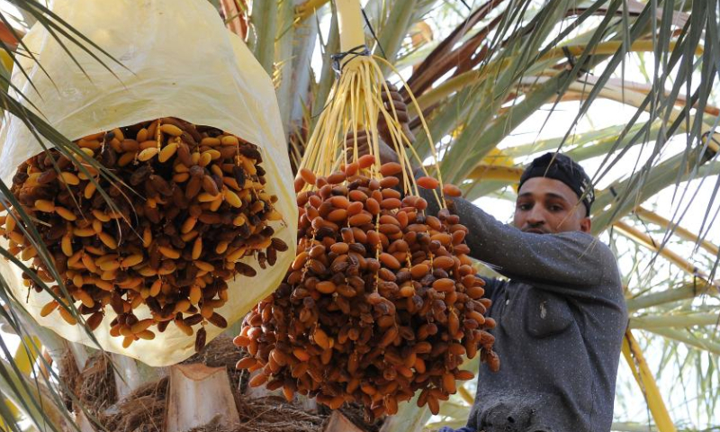 Date harvest in Biskra, Algeria - Global Times