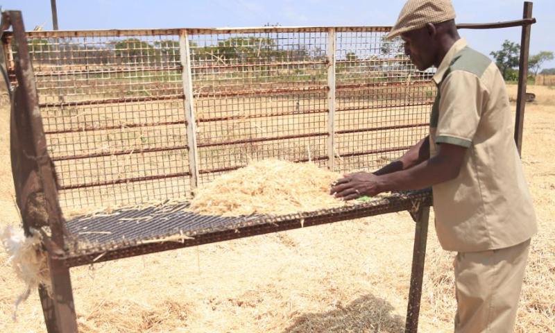 Zimbabwe targets food security with increased wheat production - Global ...