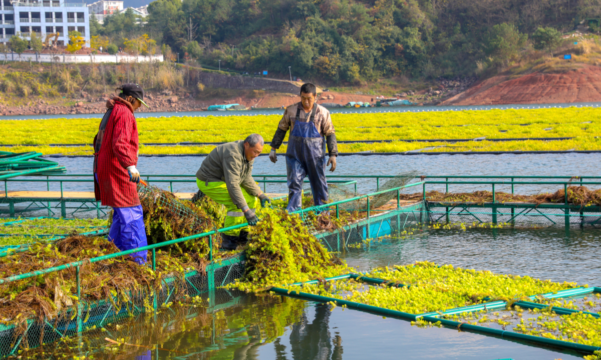Planting on floating islands - Global Times