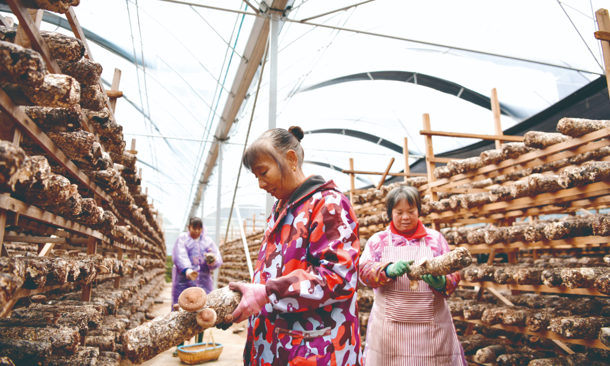 Mushroom planting - Global Times