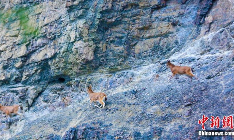 Ibexes spotted running on cliff in Xinjiang - Global Times