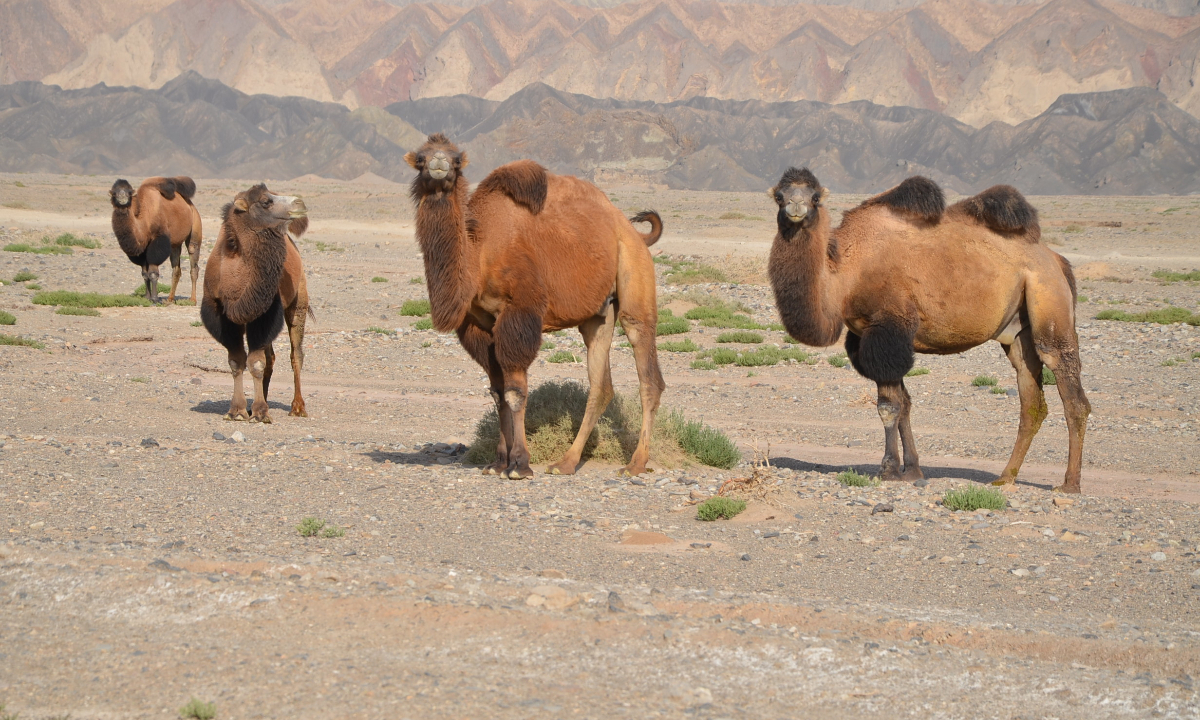 Bactrian Camels Habitat