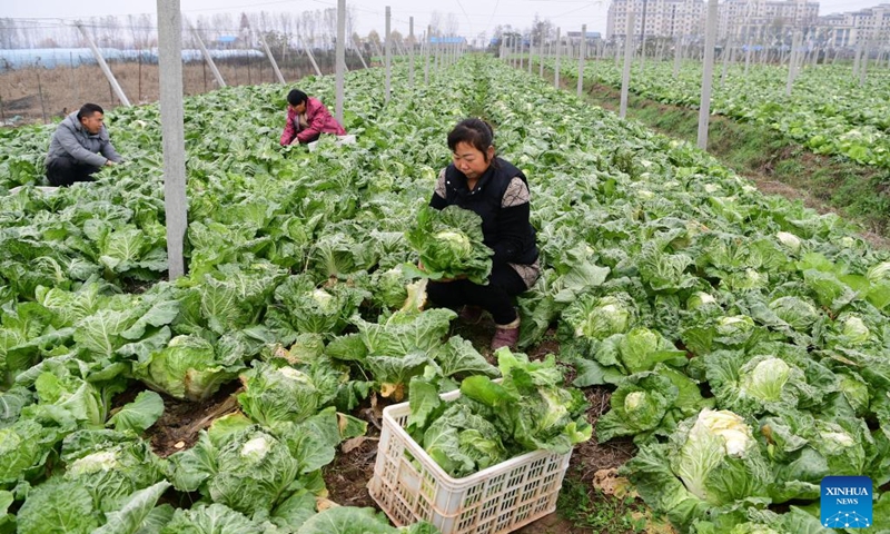 Vegetable growers busy harvesting vegetables to supply market amid cold ...