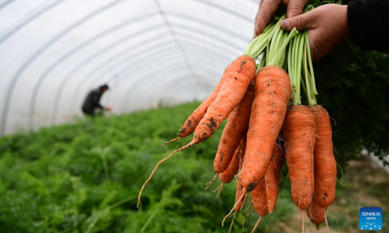 Vegetable growers busy harvesting vegetables to supply market amid cold ...