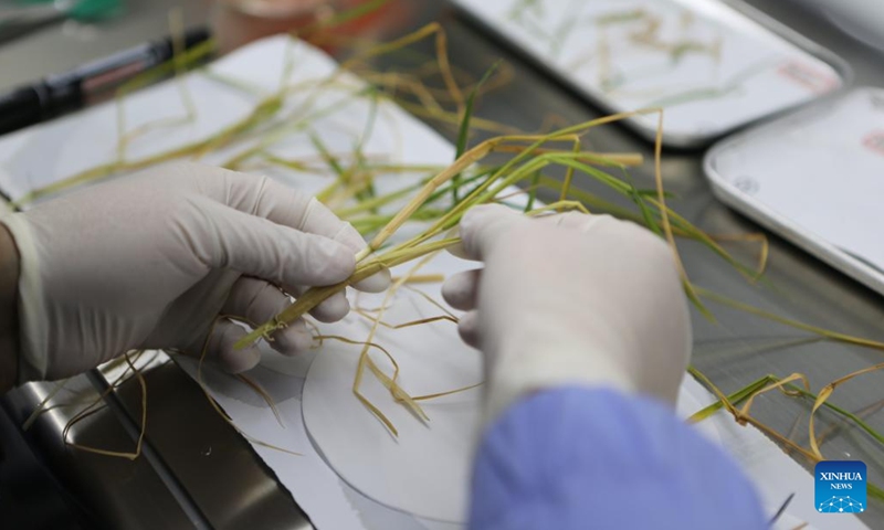 Chinese scientists complete rice, Arabidopsis life-cycle experiments in ...