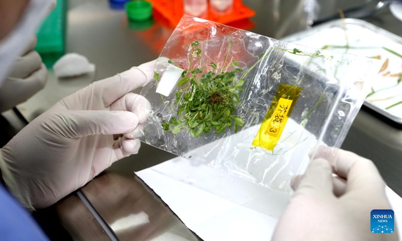 Chinese scientists complete rice, Arabidopsis life-cycle experiments in ...