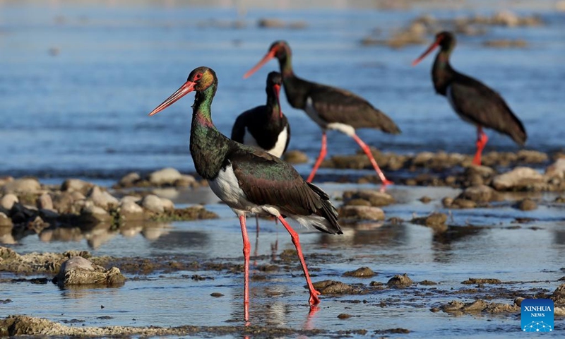 Black storks at Mianman River in north China's Hebei - Global Times