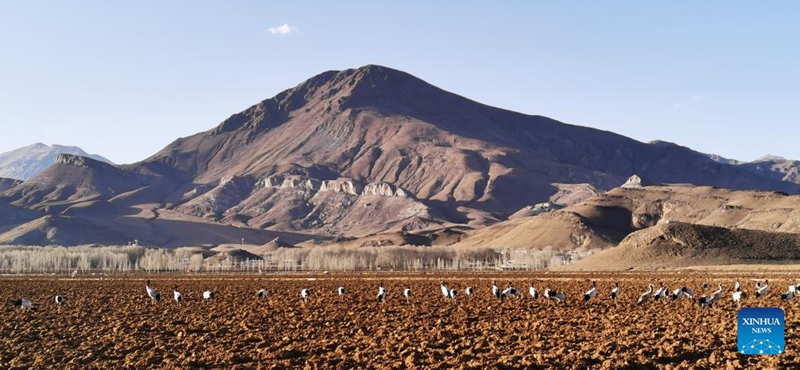 Migratory birds seen in Lhasa, Tibet - Global Times