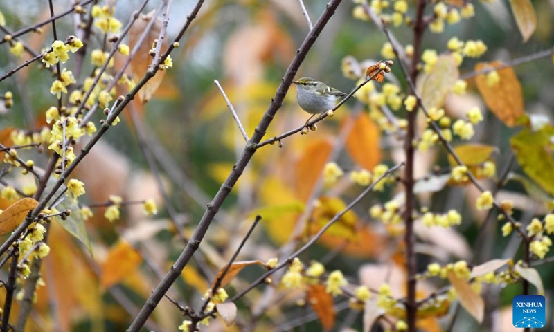 Wintersweet flowers pictured during solar term Xiaohan - Global Times