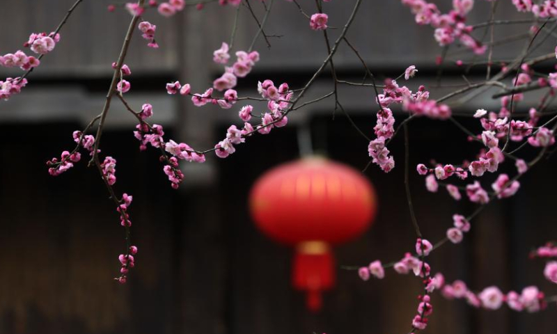 Various kinds of flowers blossom across China - Global Times