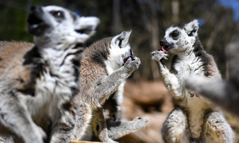 Animals enjoy ‘festive food’ ahead of upcoming Lantern Festival at ...