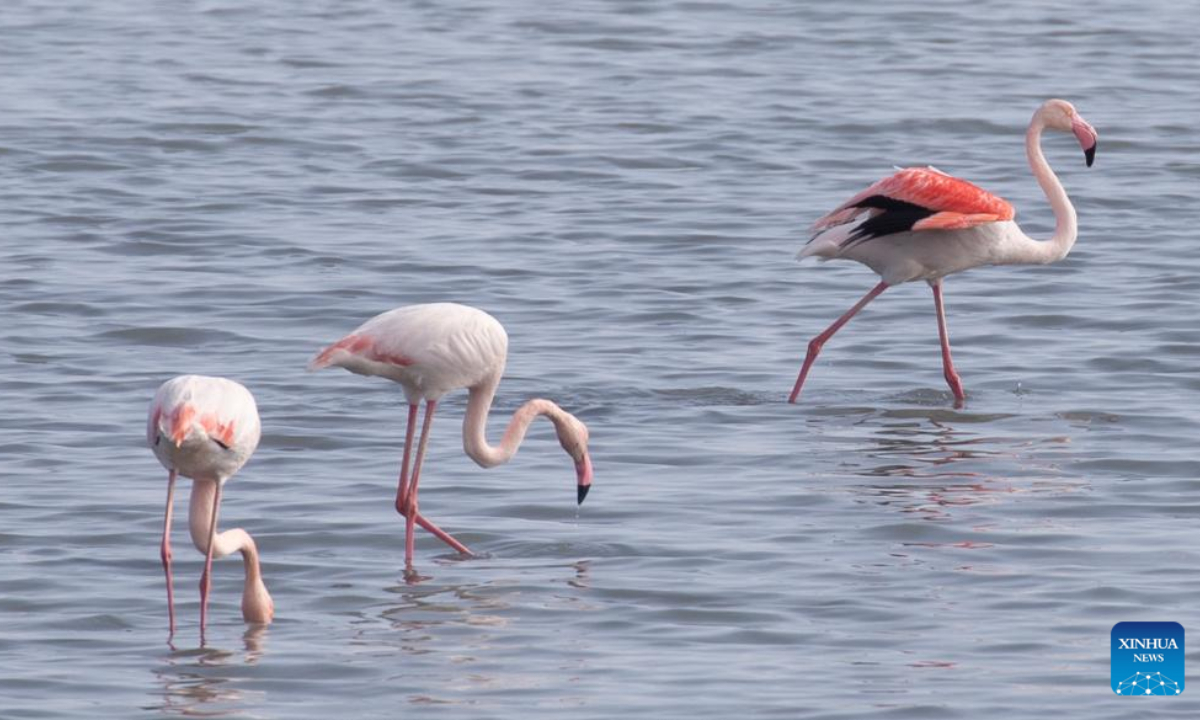 Flamingos seen in Larnaca Salt Lake, Cyprus - Global Times