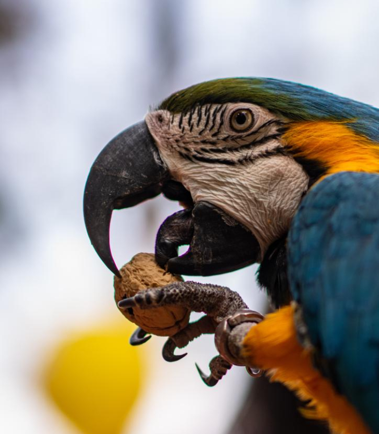 Animals enjoy ‘festive food’ ahead of upcoming Lantern Festival at ...
