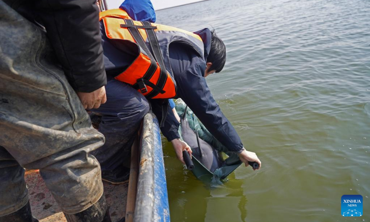 Two Yangtze finless porpoises transferred to E China's Poyang Lake ...