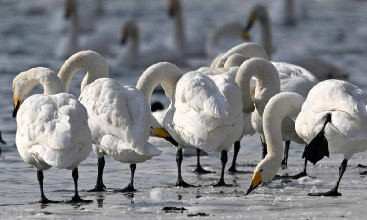 Swans play water in wetland in Xinjiang - Global Times