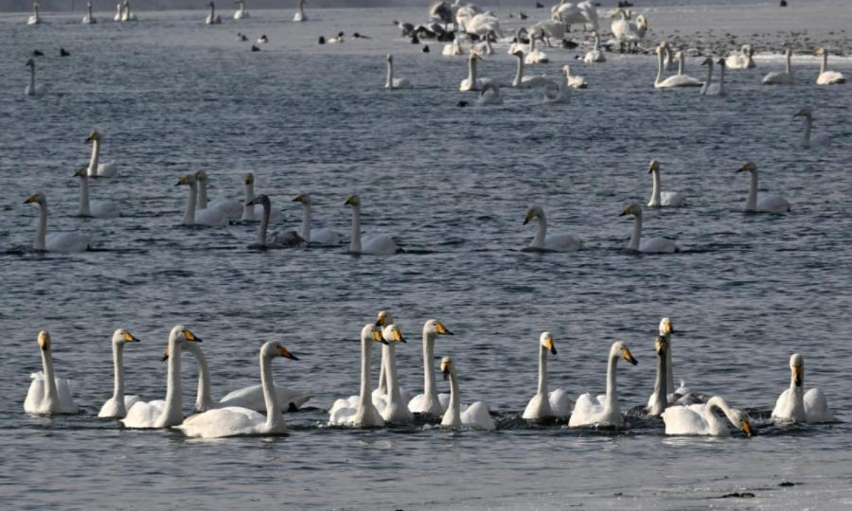 Swans play water in wetland in Xinjiang - Global Times