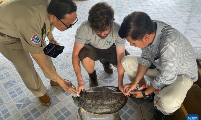 15 rare Royal Turtles in Cambodia delivered to research institute for ...