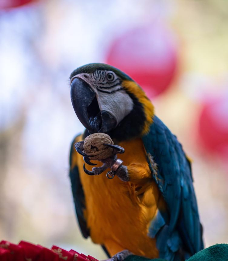 Animals enjoy ‘festive food’ ahead of upcoming Lantern Festival at ...